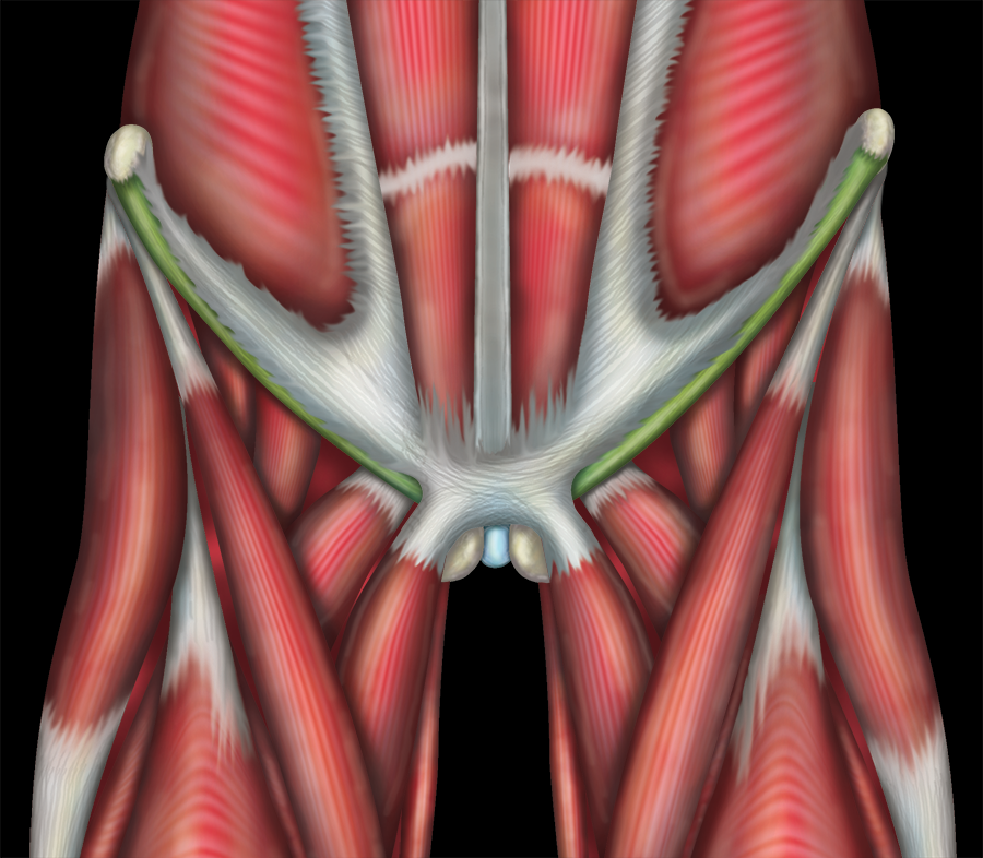 Linea Alba- Anatomy on MRI - MRI Online is now Medality