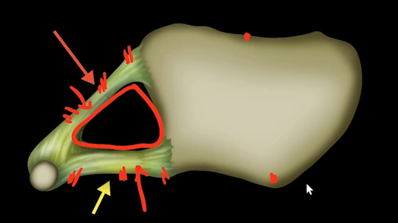Hand and Wrist MRI Practice Cases - Radiology Course - MRI Online is ...